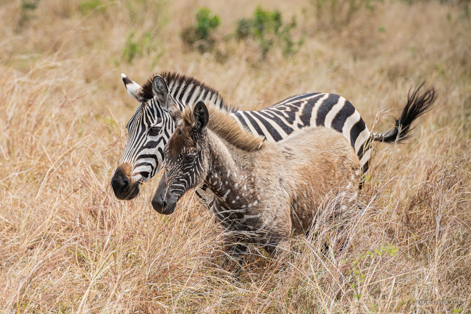 The Last Glimpse of Tira – Maasai Mara’s Unique Polka Dot Zebra